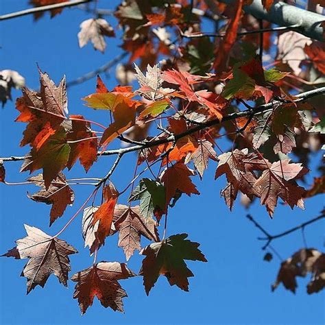 Autumn Flame Red Maple Acer Rubrum Autumn Flame Servescape