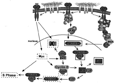 Model For Integrin Regulation Of The Cell Cycle In Epithelial Cells Download Scientific
