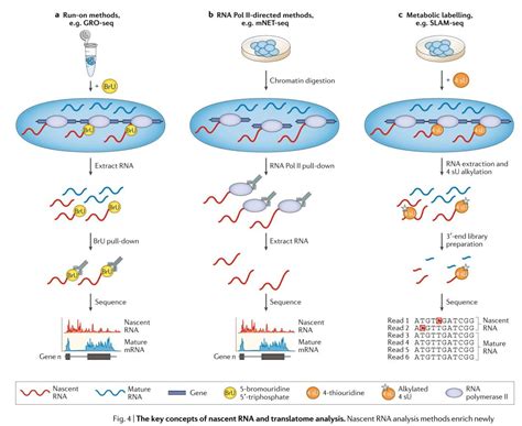 【3431】新生rnanascent Rna Sam Note