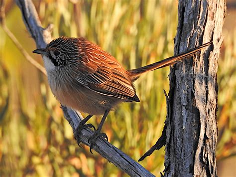 Striated Grasswren Amytornis Striatus