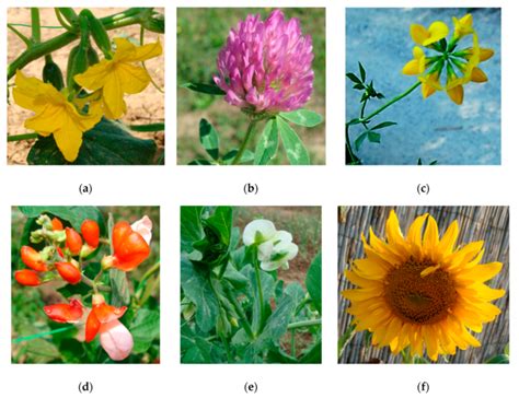 Plants Examples