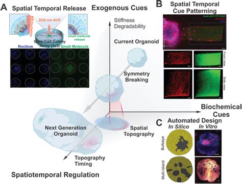 Spatiotemporal Regulation For The Development Of Next‐generation Download Scientific Diagram
