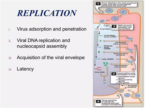Herpes Simplex Virus Pptpptx