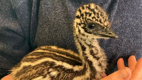Rodney the runaway emu takes Suffolk break while owners on holiday ...
