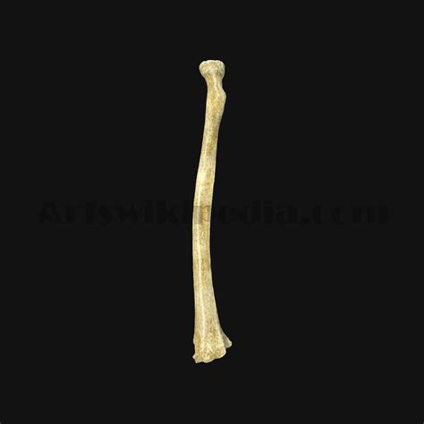 Artstation 3d Radius Bone Model Resources