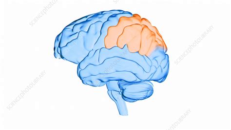 Human Brain Parietal Lobe Illustration Stock Image F0433311