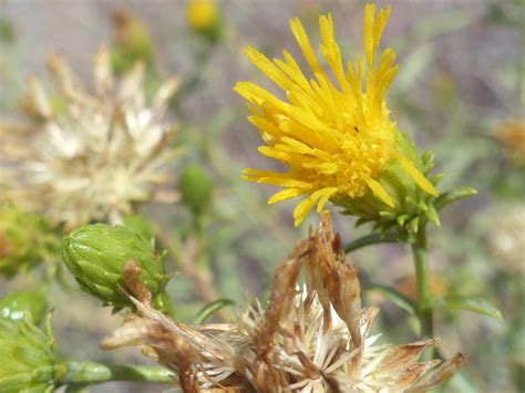 Florets And Seeds Photos Of Chrysothamnus Stylosus Asteraceae