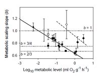 Systems Free Full Text Scaling Of Metabolic Scaling Within Physical