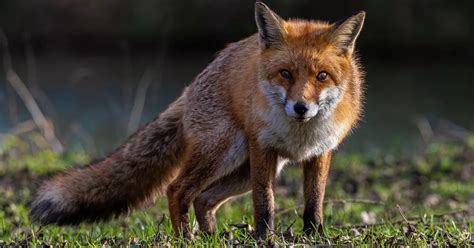 Shock As Dog Attacks And Kills Fox At Popular Bristol Park Bristol Live