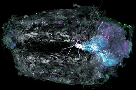 Understanding Motor Sequence Generation Across Spatiotemporal Scales Learn And Share Leica