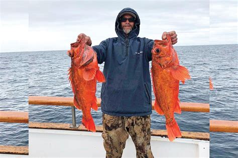 Rock Fish Season At Jaime Cardenas Blog