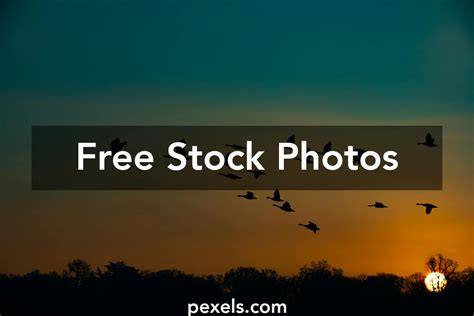 Flying Bird Silhoutte In Dusk Photos Download The Best Free Flying