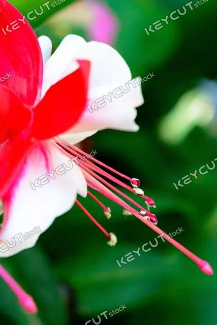 꽃 풍부한 빨간색 식물학 꽃의 1168181572 키컷스톡