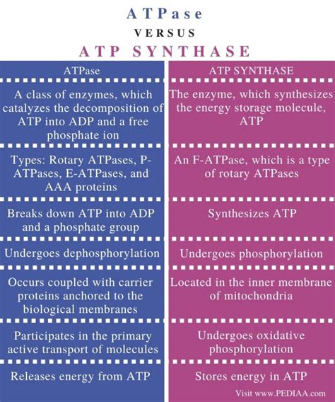 What Is The Difference Between Atpase And Atp Synthase Pediaa Com