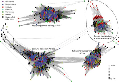 Cluster Map Of Eukaryotic P Type Atpases Showing The Closely Related