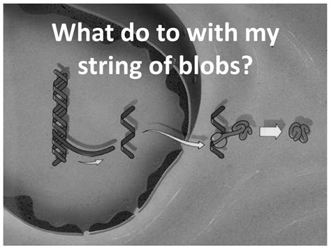 2 From Strings To Blobs Howwhy Hemoglobin I Lab Ppt Download