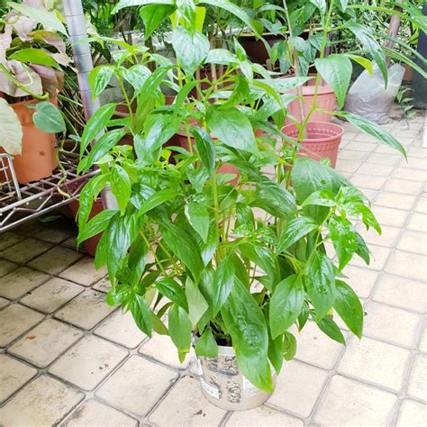 King Of Bitters Green Chireta Seeds Andrographis Paniculata €215🌸🌿🌱🌳🌼