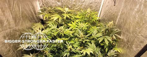 ¿cómo Mantener La Temperatura Durante El Invierno En El Cultivo Interior