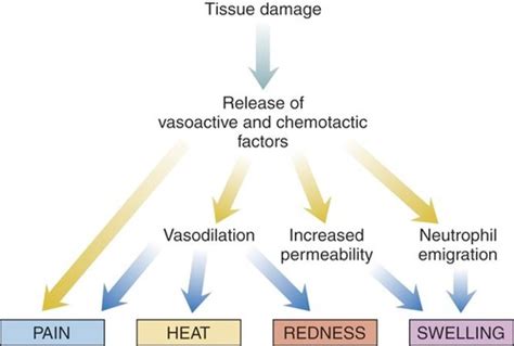 Chapter 5 Inflammation And Healing Flashcards Quizlet