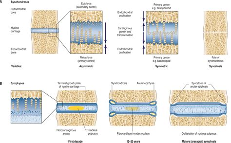 Functional Anatomy Of The Musculoskeletal System Clinical Tree