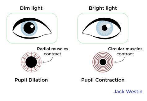 Structure And Function Of The Eye Vision Mcat Content