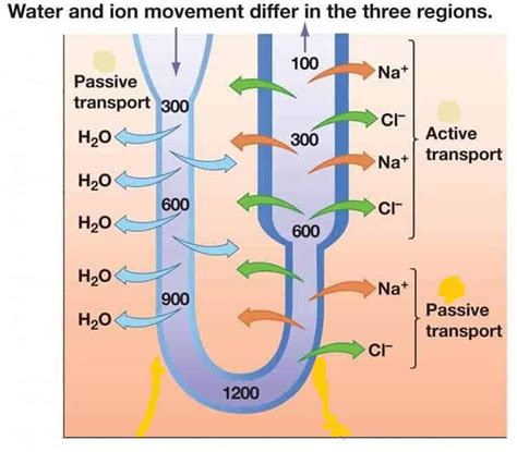 Reabsorption And Secretion In Loop Of Henle