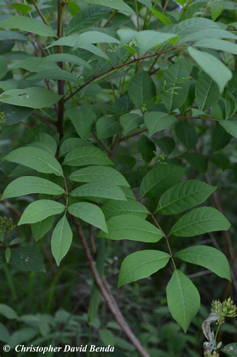 Toxicodendron Vernix Illinois Botanizer