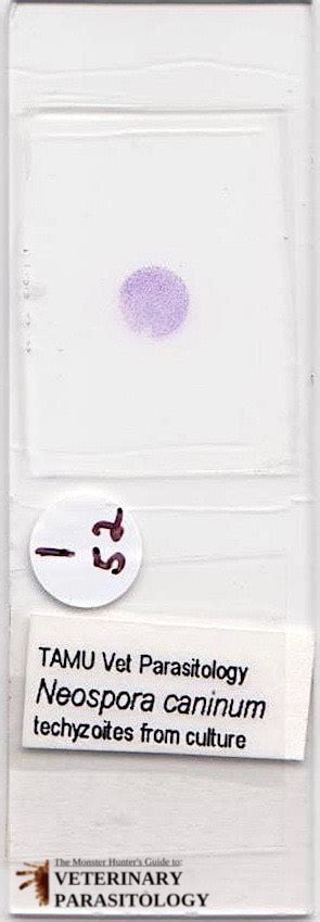 Neospora Caninum Protozoa Monster Hunters Guide To Veterinary Parasitology