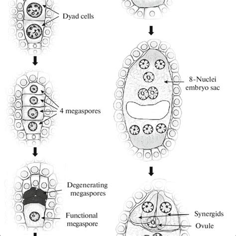 Initial Stages Of Seed Embryogenesis In Arabidopsis Thaliana And