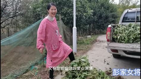 三哥开皮卡车拉苕藤给兔子准备冬粮，这3只兔子的待遇太好了 Youtube