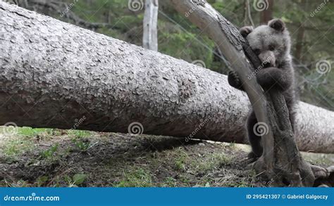 Cute Bear Cub Hugging And Playing With Tree Stock Video Video Of