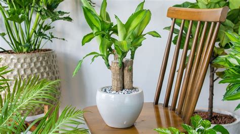 8 Air Purifying Houseplants You Can Order Online Tomorrow S World Today
