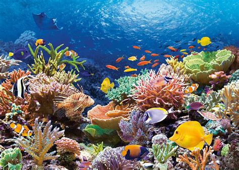 Colorful Coral Reef