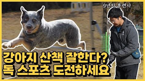 반려견과 함께 독 스포츠 어질리티 어렵지 않아요올바른참견 이중규 대표 Youtube