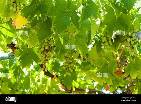 Grap Leaf Hi Res Stock Photography And Images Alamy