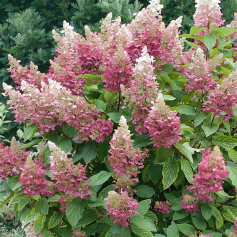 Buy Hydrangea Paniculata Magical Candle Online For Only £24