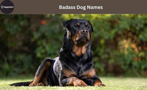 90 Unique Badass Dog Names Naming The Fearless Dogs Puppy Aware