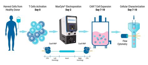 Electroporation Process Maxcyte