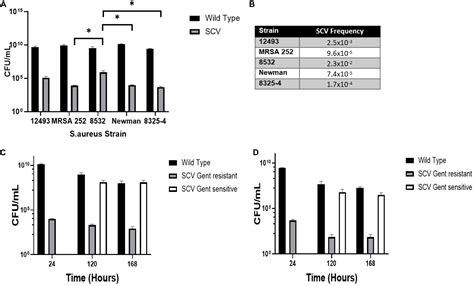 Staphylococcus Aureus Diagram