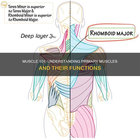 Muscle 101 Understanding Primary Muscles And Their Functions Cyvigor