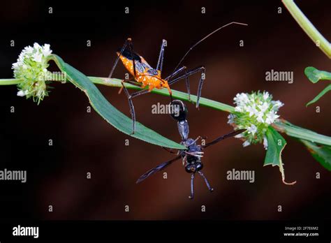 An Adult Milkweed Assassin Bug Zelus Longipes Feeding On A Potter