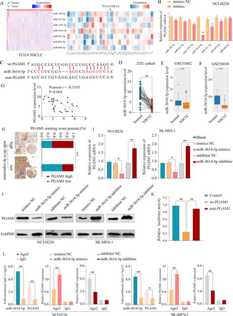 Pgam1 Regulated By Mir 3614 5p Functions As An Oncogene By Activating