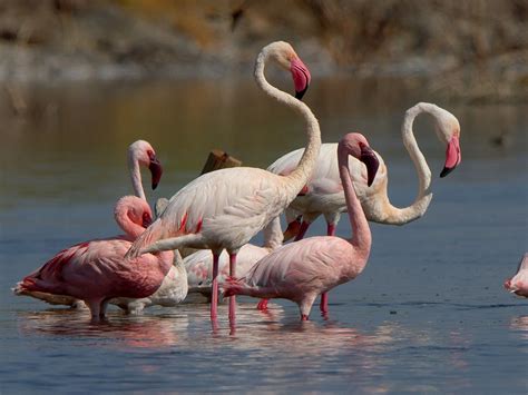 Greater Flamingo Ebird