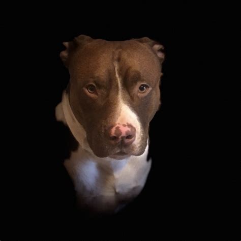 Michele Stepanik Youtube