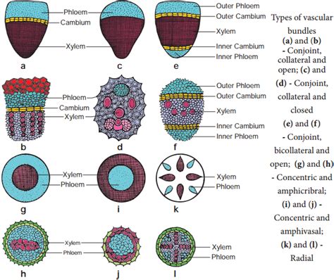 Vascular Tissue System Mcq Questions