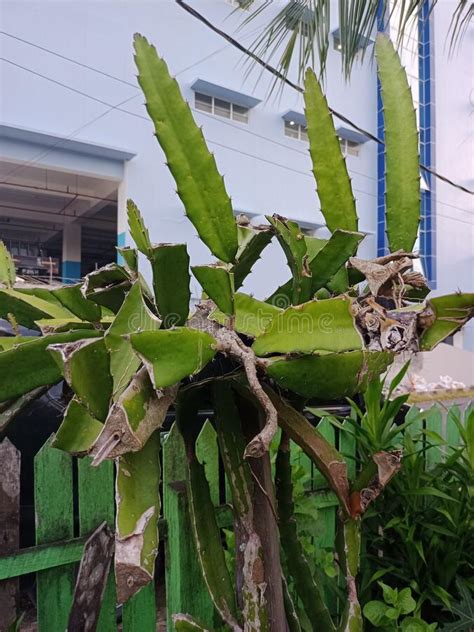 Dragon Fruit Tree But No Fruit Stock Image Image Of Plant Shrub