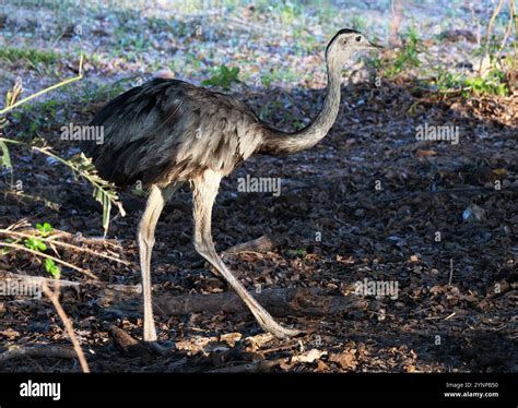 Rhea Rhea Americana Greater Rhea Or American Rhea One Adult Large