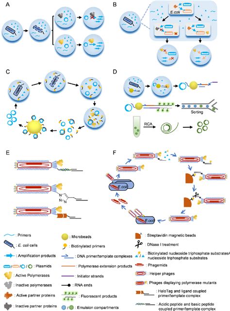 Strategies For The Selection Screening Of Polymerase Mutants A