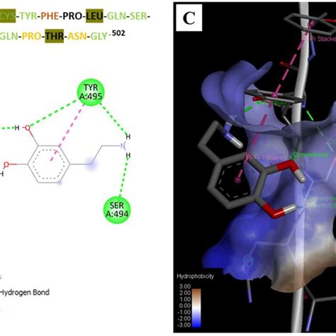 A Representation Of Types Of Interactions Of Dopamine With Each Amino Download Scientific