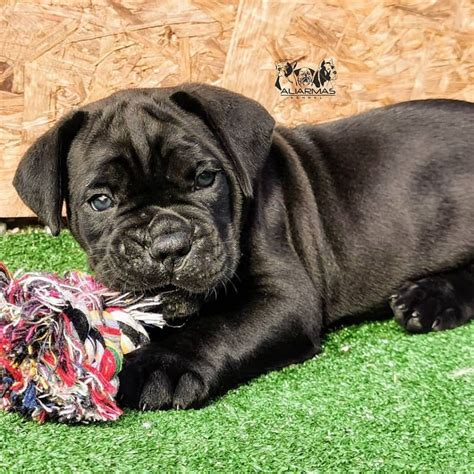 King Corso For Sale Cane Corso Puppies For Sale
